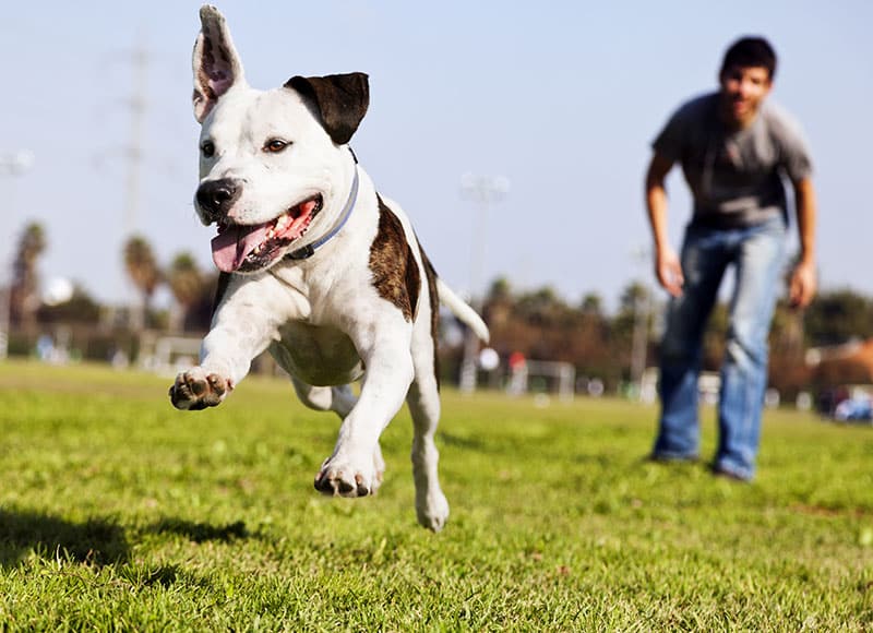 Emergencies | Veterinarian in Oakville | Trafalgar Animal Hospital