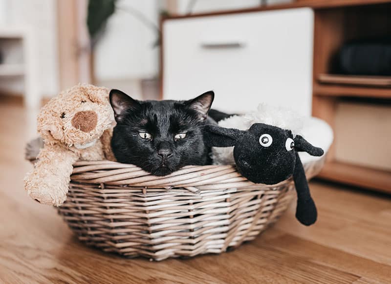 Laser Therapy | Veterinarian in Oakville | Trafalgar Animal Hospital